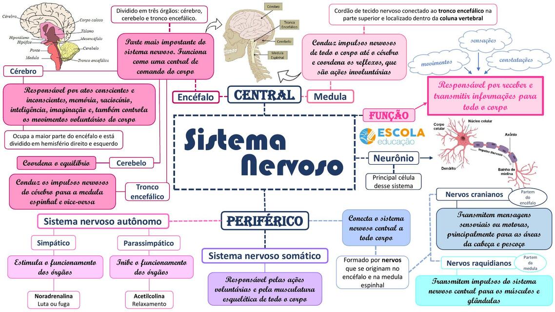 Mapa mental Sistema nervoso | Ash García. | uDocz Mapa mental Sistema nervoso | Ash García. | uDocz