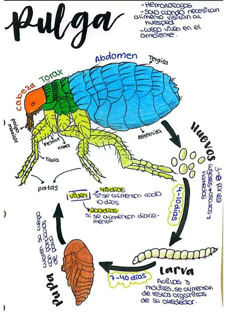 Pulga | dead princess | uDocz