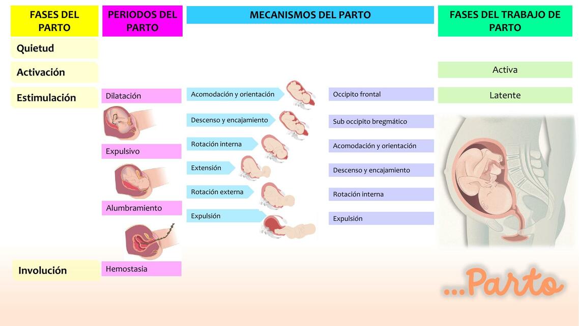 ESQUEMAS OBSTETRICIA | Rosa | uDocz