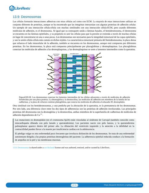 Desmosomas | Aprende Todo de Medicina | uDocz