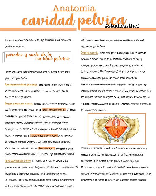 Cavidad Pelvica Esthefany Pérez Zambrana Udocz