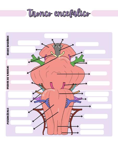 Tronco encefálico - completar | Décimo Par Craneal | uDocz