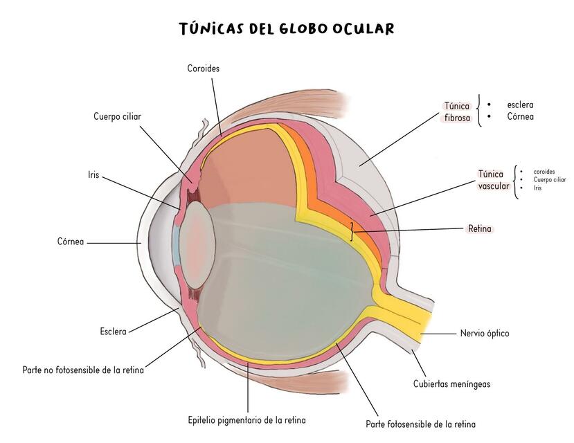 Globo Ocular | HannMed | uDocz