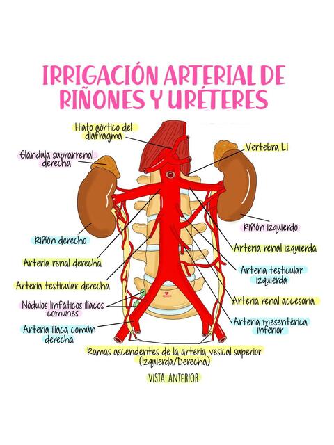 Irrigación Arterial de Riñones y Uréteres | Enfermero Isaias Rivas | uDocz
