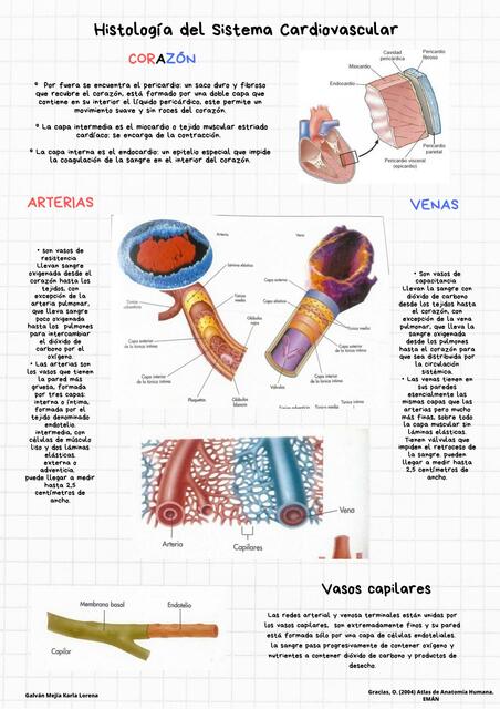 Histologia del sistema cardiovascular | Lore Mejía | uDocz