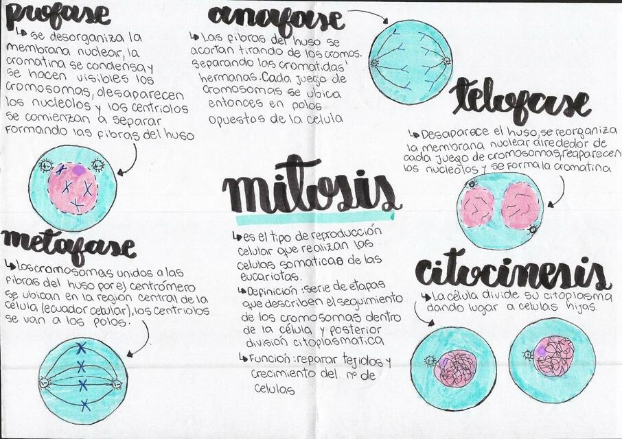 Mitosis | Anais Alvarez guardamino | uDocz