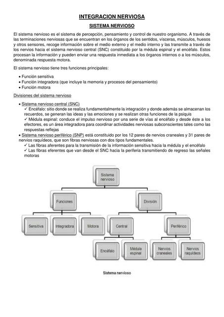 Anato integracion nerviosa | AGUSTINA MICAELA ABRAMOR | uDocz