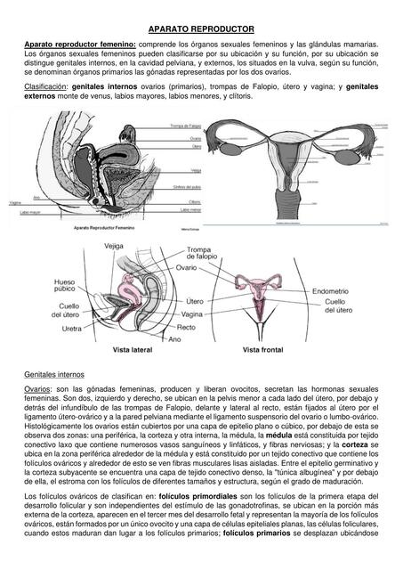 Reproductor | AGUSTINA MICAELA ABRAMOR | uDocz