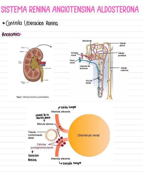 Sistema Renina Angiotensina Aldosterona | Maria Paula Santacruz ...