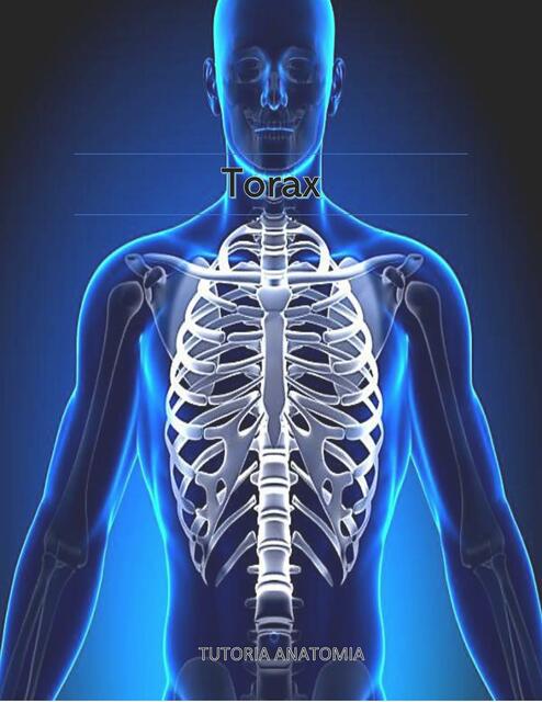 Tórax | Daniela Perez | uDocz