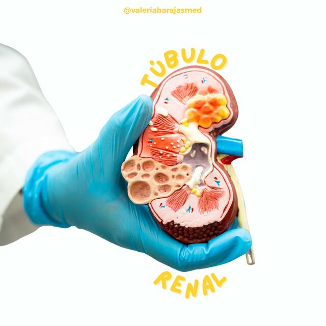 Anatomía: Túbulo Renal | Valeria Michell Barajas | uDocz