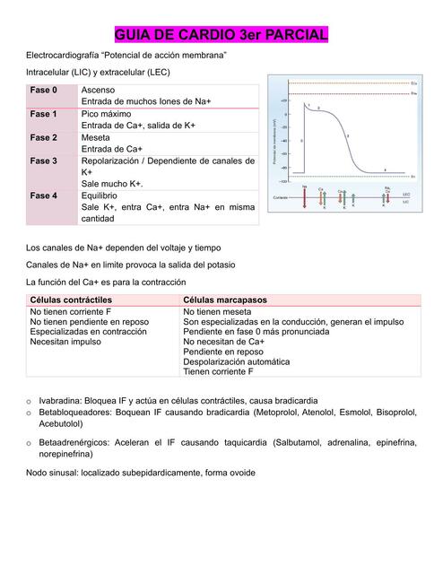 Guia de Cardio | Brenda Rivera | uDocz