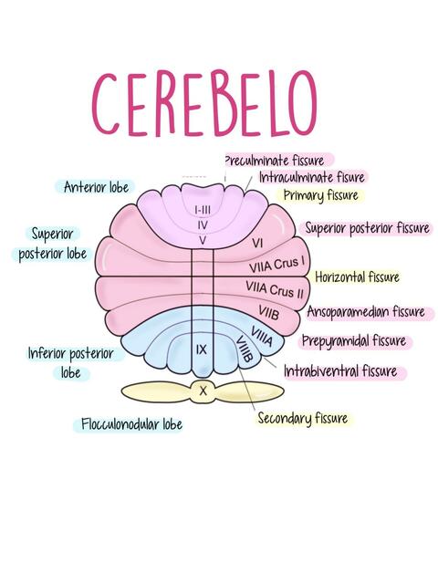Cerebelo | Enfermero Isaias Rivas | uDocz