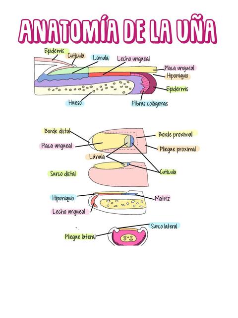 Anatomía de la Uña | Enfermero Isaias Rivas | uDocz