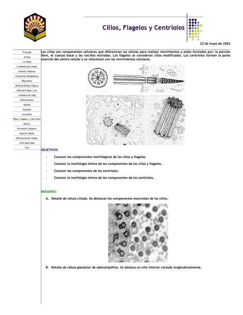 Organelas fibrilares, cilios flagelos y centriolos. | Aprende Todo de ...