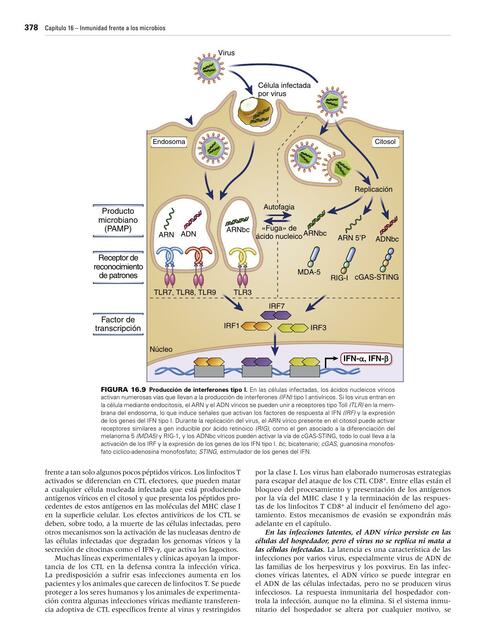 Inmunidad Frente a los Microbios | Gabriela Fajardo | uDocz