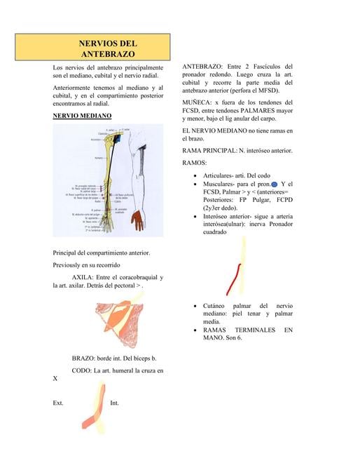 Flashcards de RESUMEN NERVIOS DEL ANTEBRAZO | Por Brayans Vargas Caycho ...