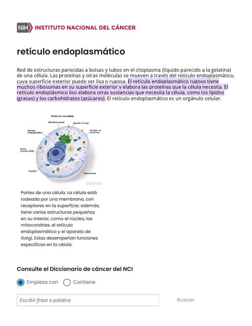 Rol de los retículos endoplasmáticos rugoso y liso | Aprende Todo de Medicina | uDocz