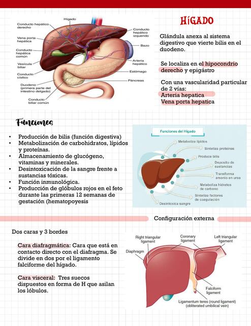 Anatomía de higado | Karla | uDocz