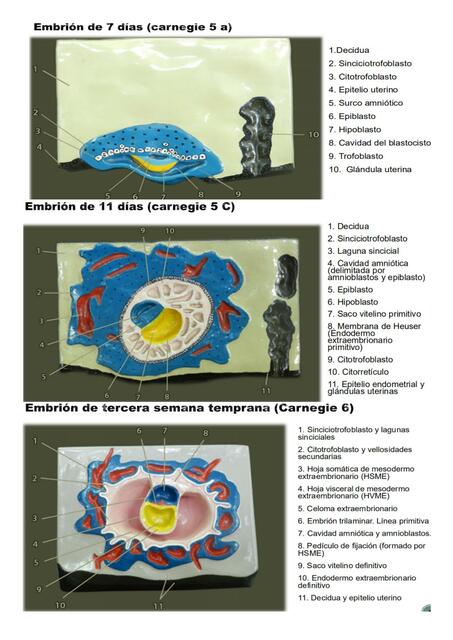 Maquetas Embriología | alejandra | uDocz