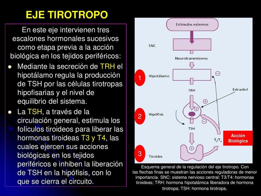 Eje Tirotropo | Alejandro | uDocz