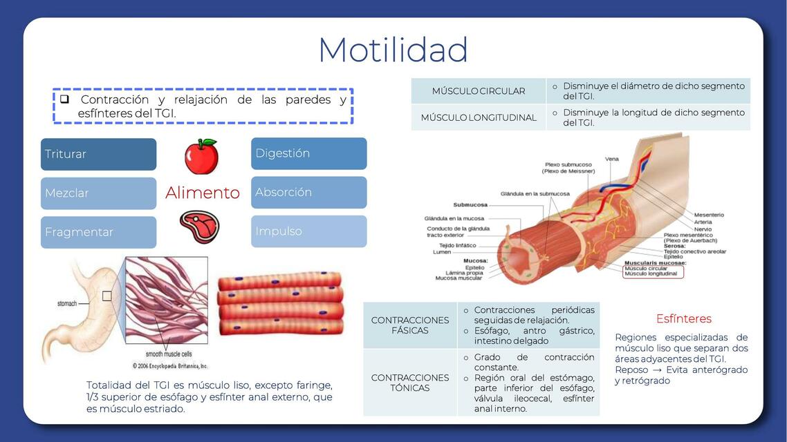 Fisiología : Motilidad Gastrointestinal | Alejandro | uDocz