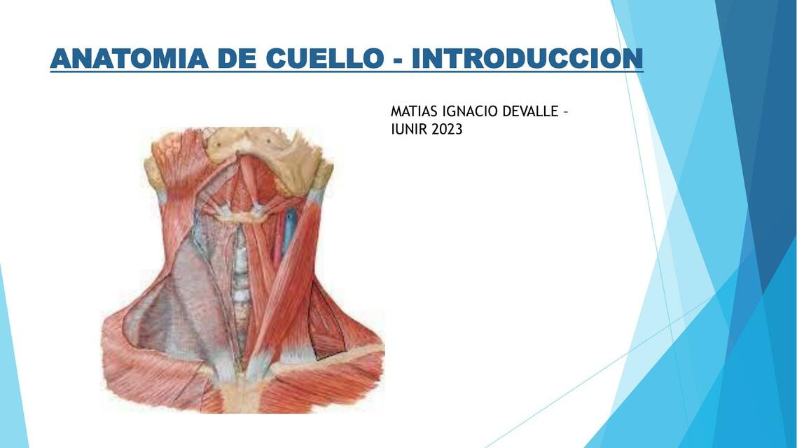 Anatomía de Cuello | Matias Devalle | uDocz