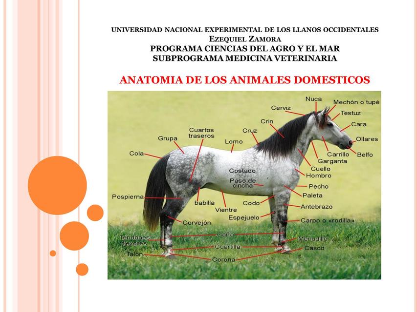 Anatomía de los animales domésticos | Merliana | uDocz