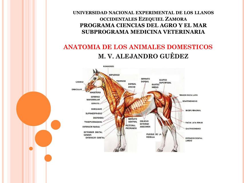 Anatomia de los animales domésticos | Merliana | uDocz