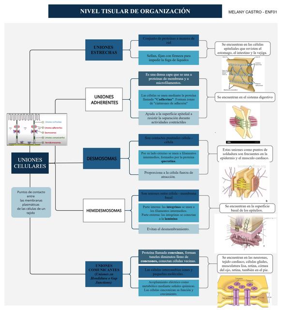 Nivel tisular de organizacion | Melany Castro | uDocz