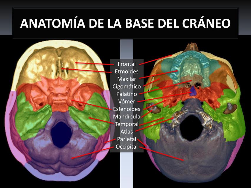 Anatomía de la base del cráneo | Nathaly Moreno | uDocz