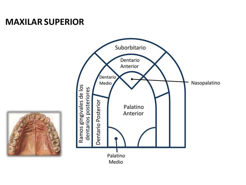 Inervacion de los Maxilares | Celia Sánchez | uDocz