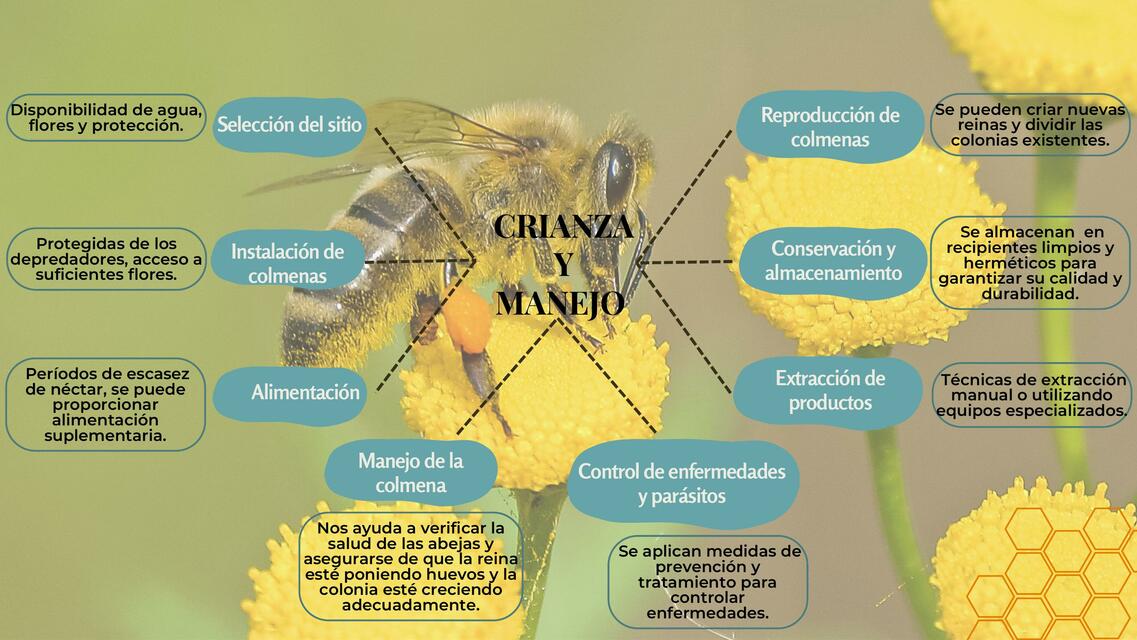 Crianza y Manejo de la Apicultura | Garcia Jeremi | uDocz Crianza y Manejo de la Apicultura | Garcia Jeremi | uDocz
