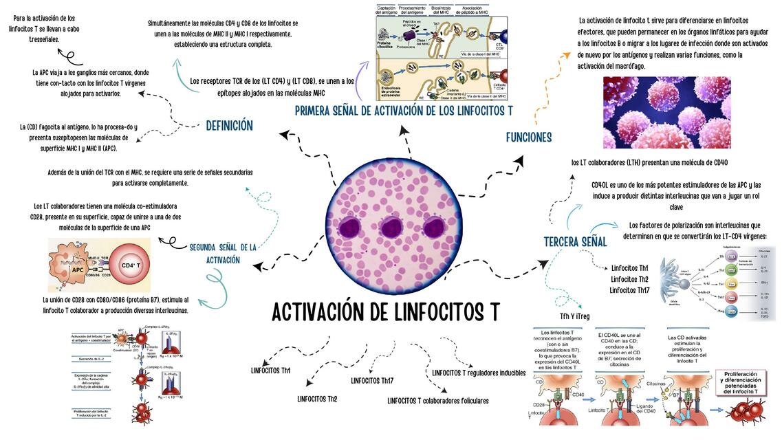 Linfocitos T | Paola | uDocz