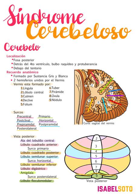 Síndrome cerebeloso y recuerdo anatómico | Isabel Soto Daza | uDocz