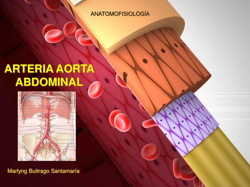 Arteria aorta abdominal | Marlyng Buitrago | uDocz