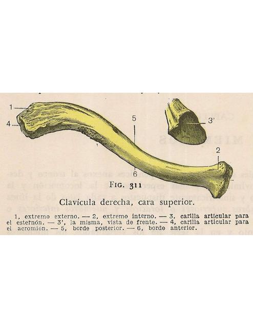ANATOMÍA - HUESOS DEL MIEMBRO SUPERIOR - TESTUT LATARJET - IMÁGENES ...