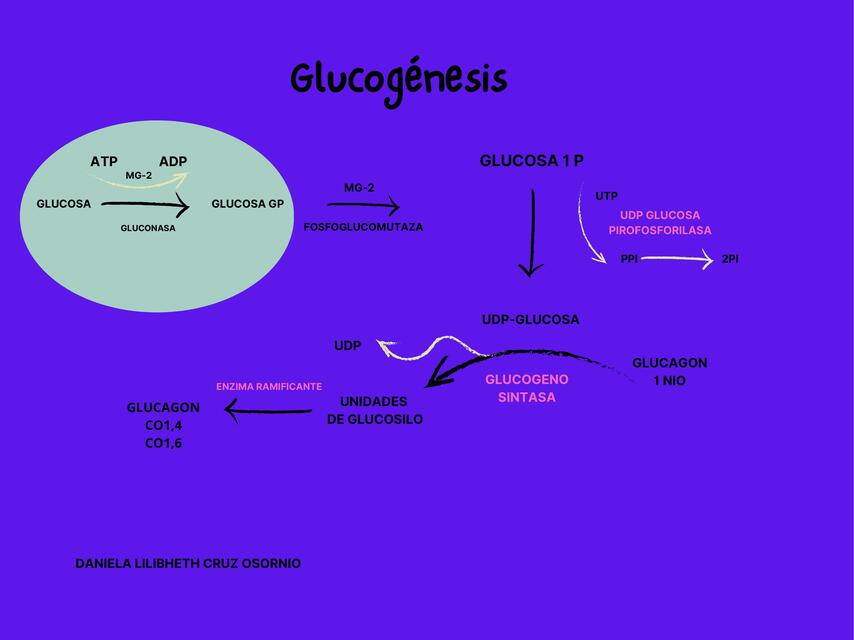 Glucogénesis | DANIELA LILIBETH CRUZ OSORNIO | uDocz