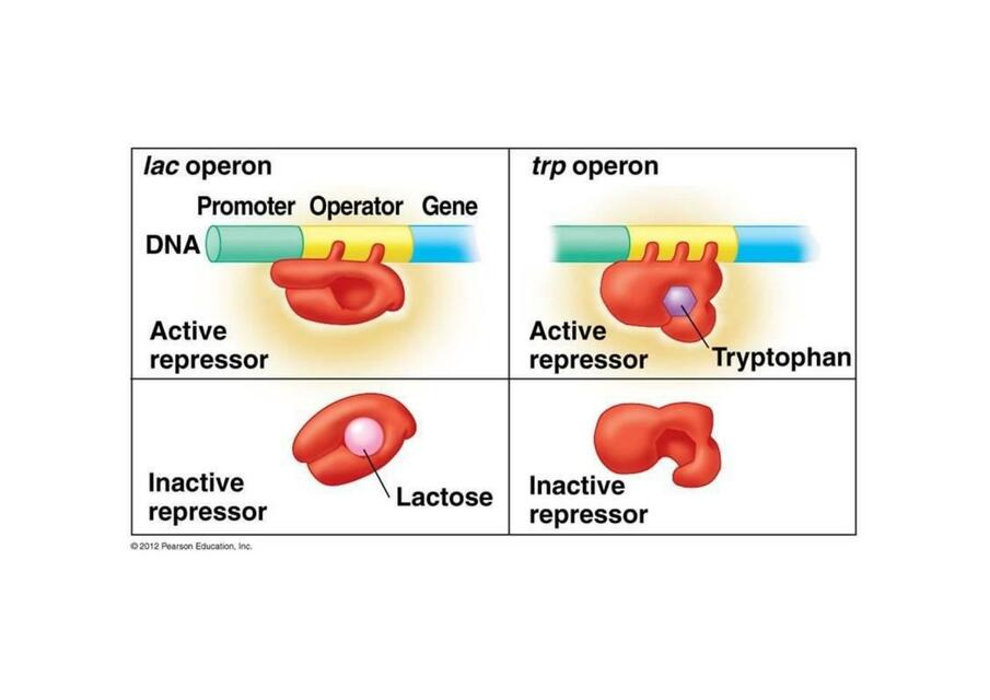 Operones Lac y Trp | Aprende Todo de Medicina | uDocz