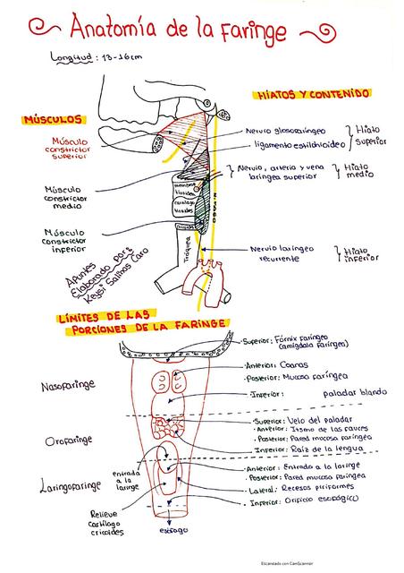 ANATOMIA,HISTOLOGÍA Y FISIOLOGIA: FARINGE, ESÓFAGO Y FISIOLOGIA DE LA ...