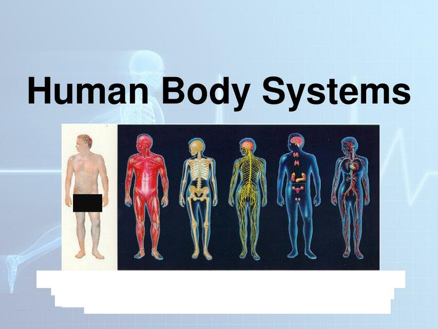 Human body systems | ximena | uDocz