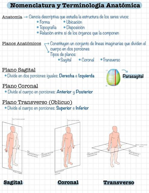 Nomenclatura y Terminología Anatómica | uDocz
