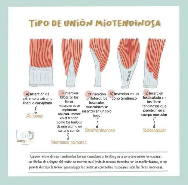 Tipo de Union Miotendinoso | YUDOC.ORG | uDocz