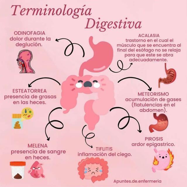 Terminologia Digestiva | YUDOC.ORG | uDocz