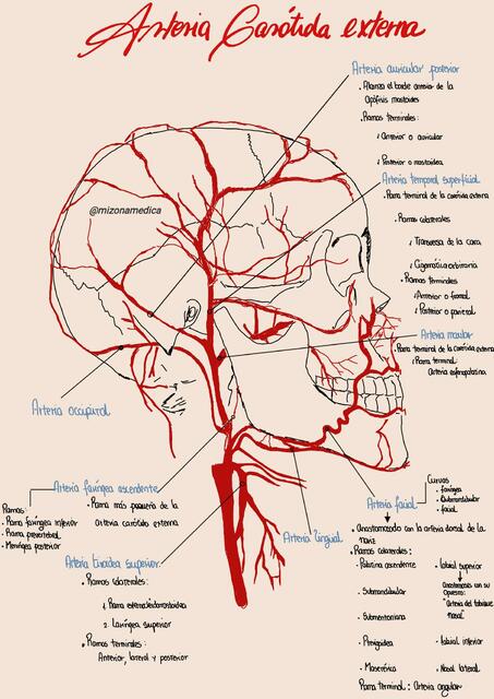 Arteria carotida externa | Mizonamédica | uDocz
