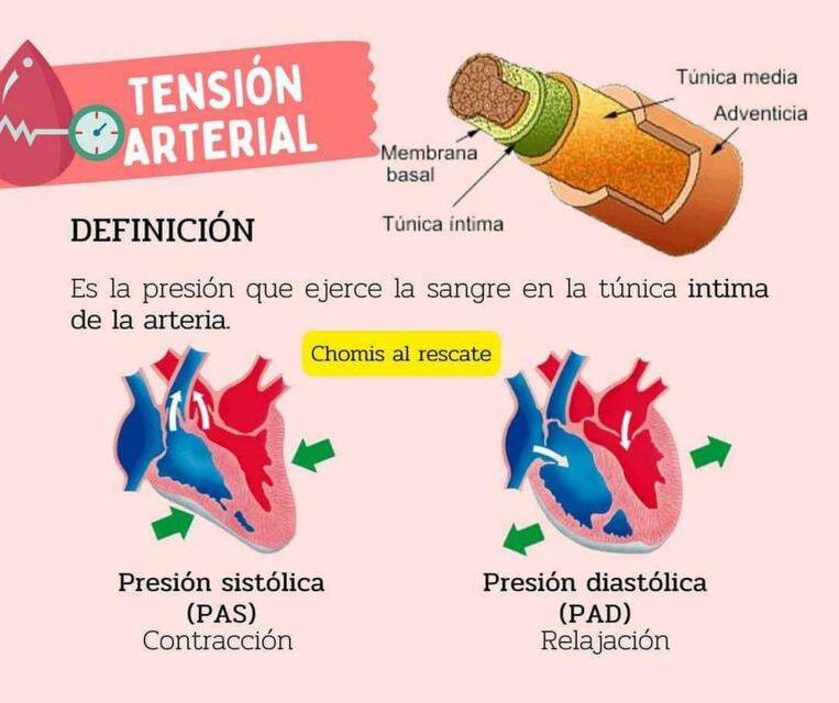 Tension Arterial | YUDOC.ORG | uDocz