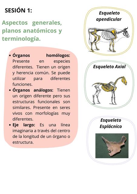 Anatomía Veterinaria - Musculos | Claudia Avila | uDocz