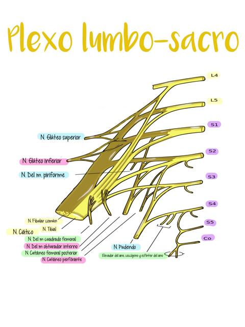 Plexo Lumbosacro | Enfermero Isaias Rivas | uDocz