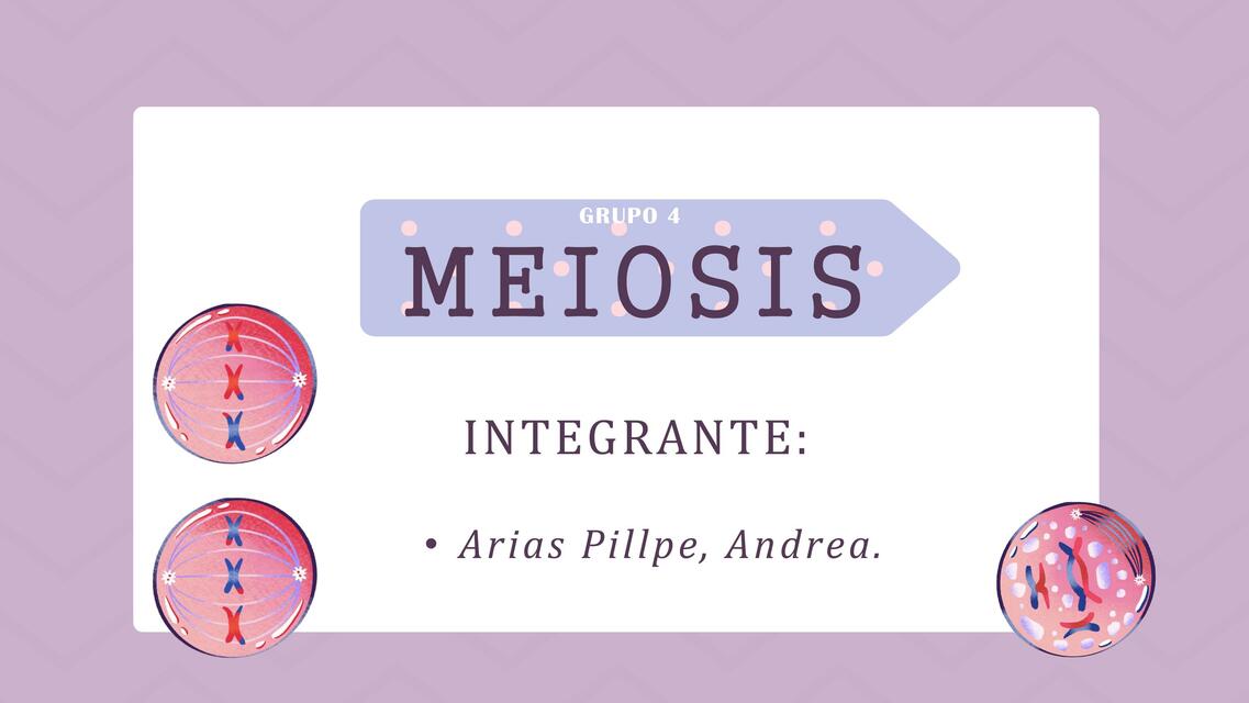 Meiosis | Andrea | uDocz
