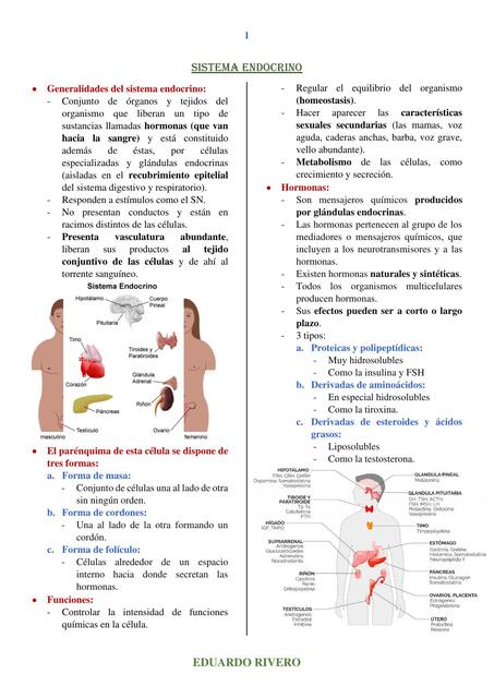 Sistema endocrino - Histología | Eduardo Rivero | uDocz